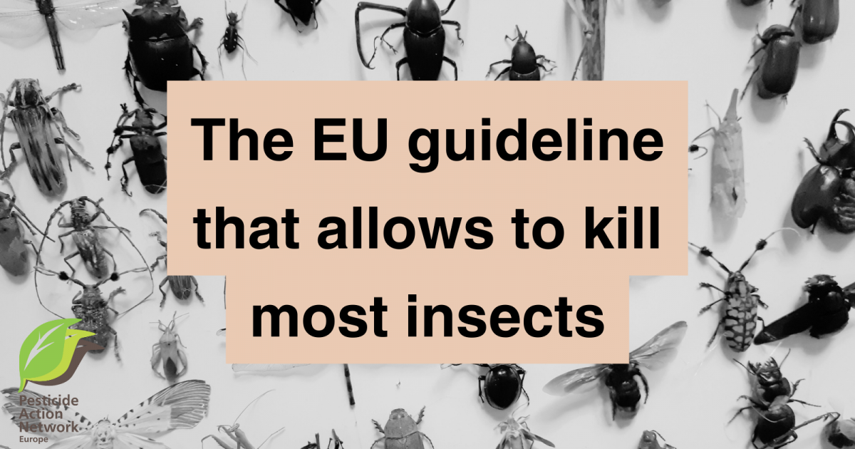 The EU guideline that allows to kill most insects | PAN Europe