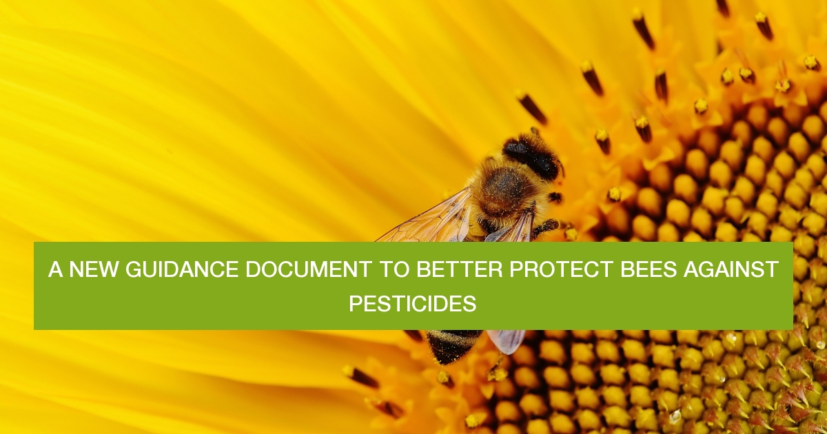 A new guidance document to better protect bees against pesticides | PAN ...